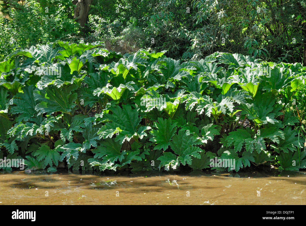 Giant Rhubarb (Gunnera), Botanical Garden, Christchurch, South Island ...