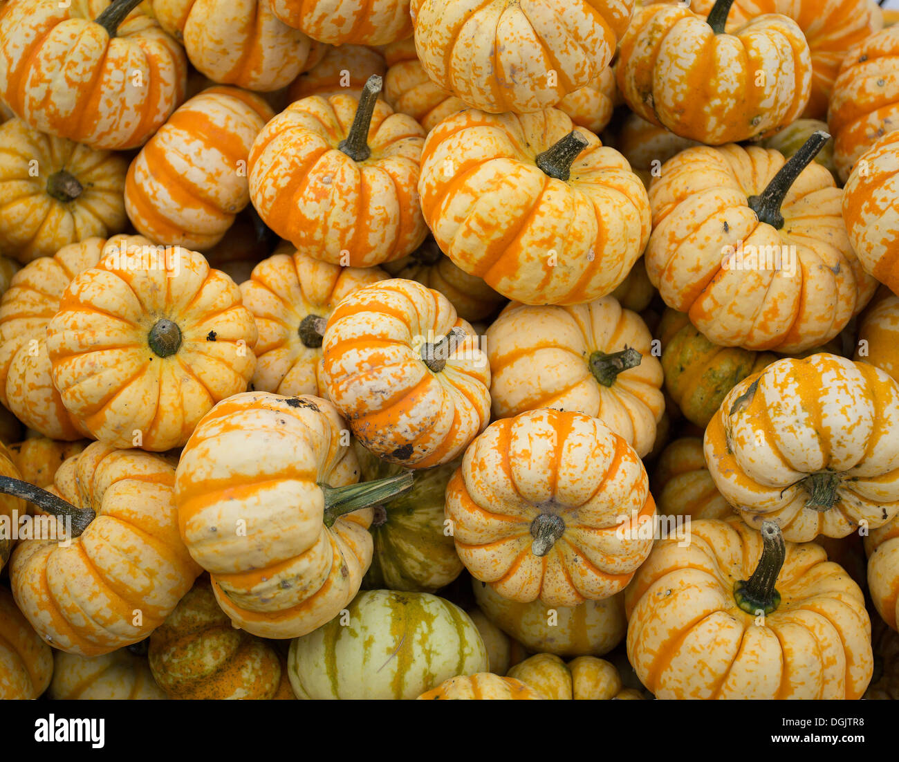 group of fresh pumpkins Stock Photo - Alamy