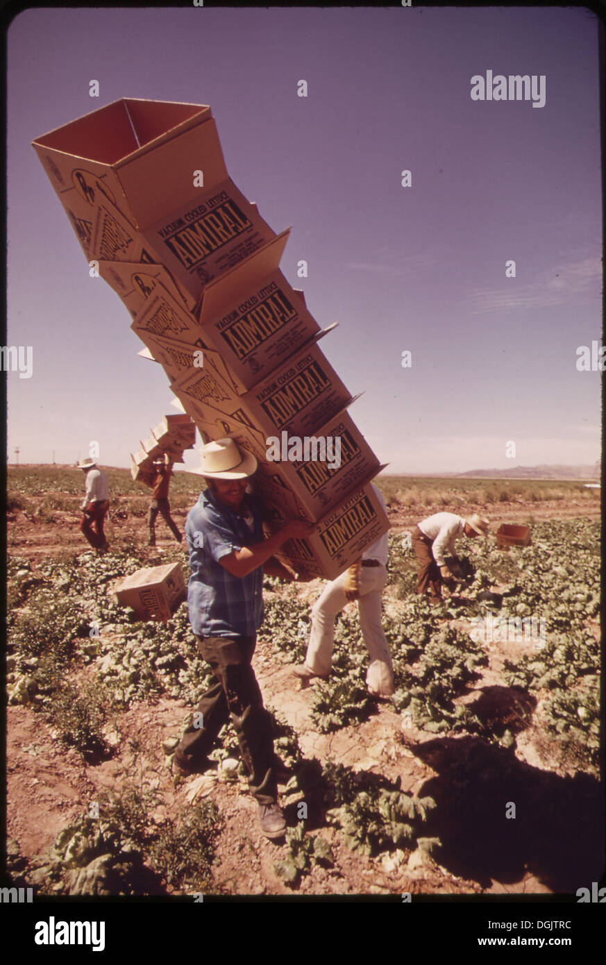 A Mexican farm worker carries boxes in lettuce fields along the ...