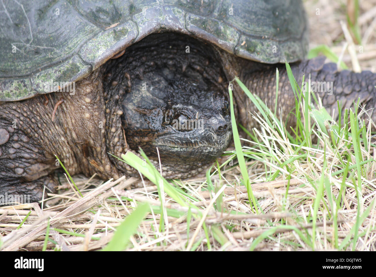 Snapping turtle canada hi-res stock photography and images - Alamy