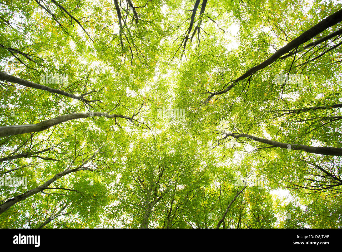 trees from below Stock Photo - Alamy