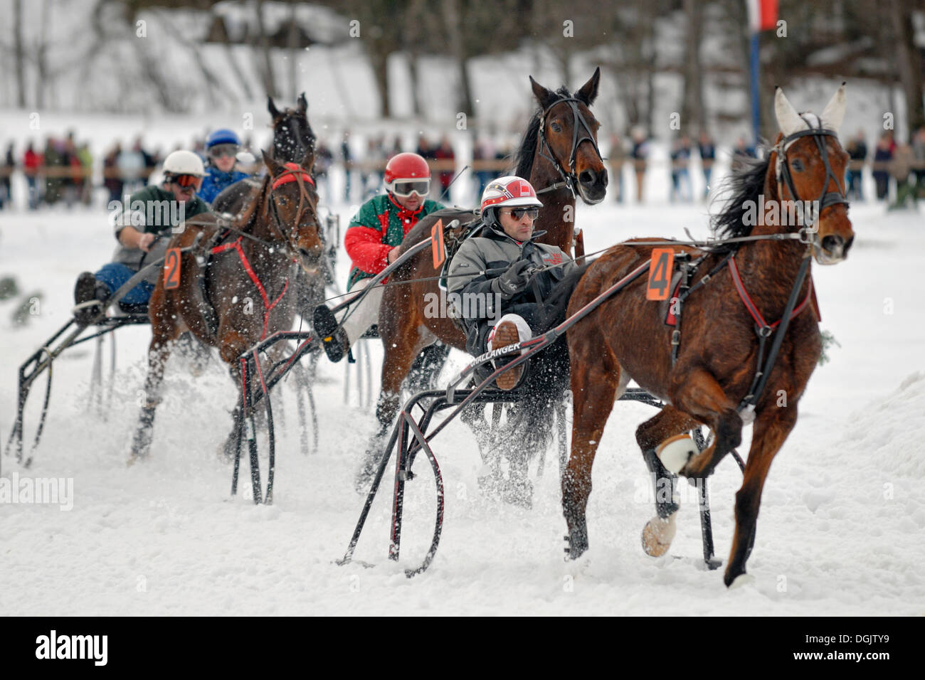 Traber show driving at the horse-sleigh race in Parsberg, Upper Bavaria ...