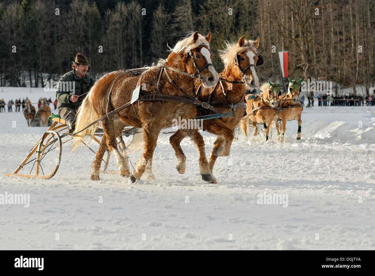 Sleigh race for Haflinger carriage and pairs in Parsberg, Upper Bavaria ...