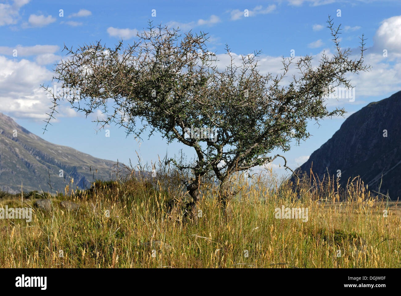 Toumatou hi-res stock photography and images - Alamy