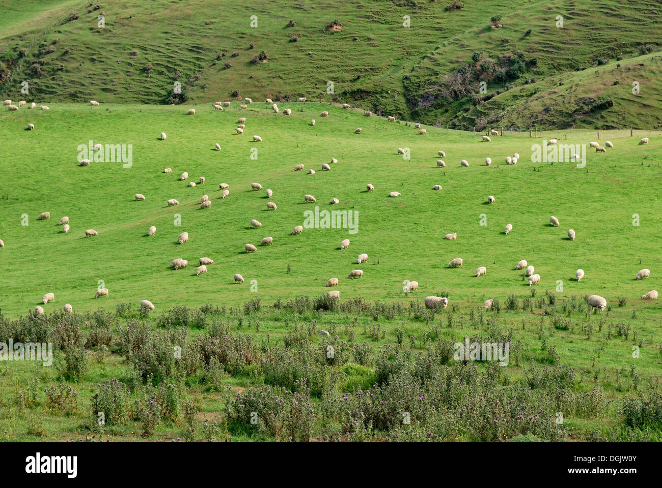 New zealand sheep farming hi-res stock photography and images - Alamy