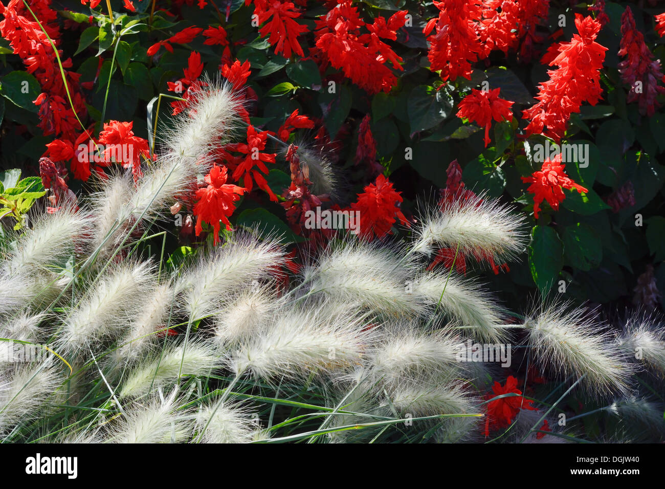 Fountain grass hi-res stock photography and images - Alamy
