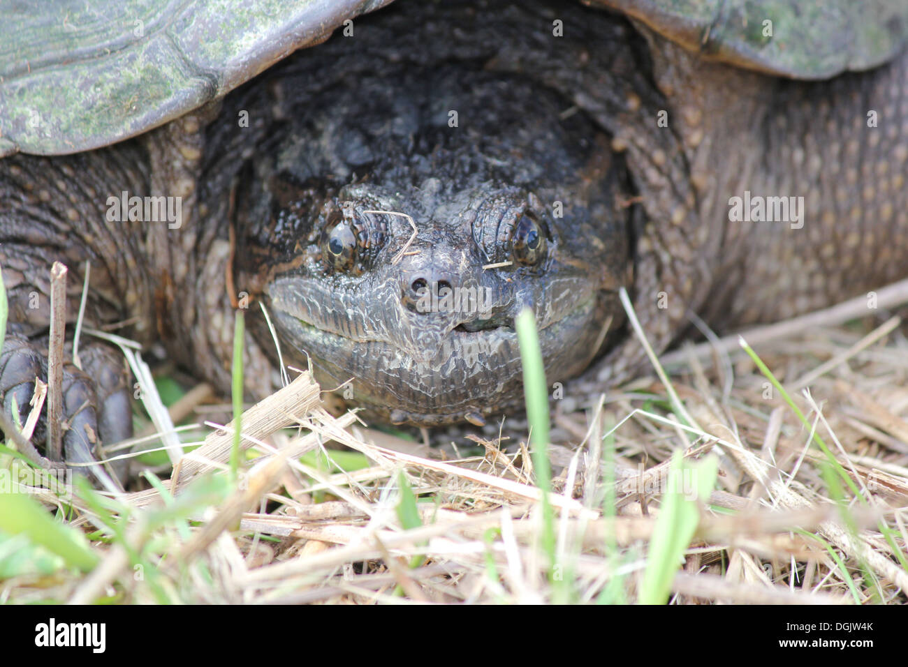 Common Snapping Turtle Stock Photos & Common Snapping Turtle Stock ...