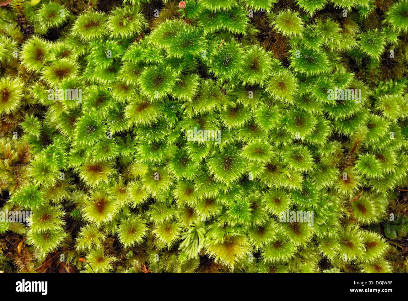 Moss in a rainforest, detail, Lake Matheson, Fox Glacier Township ...