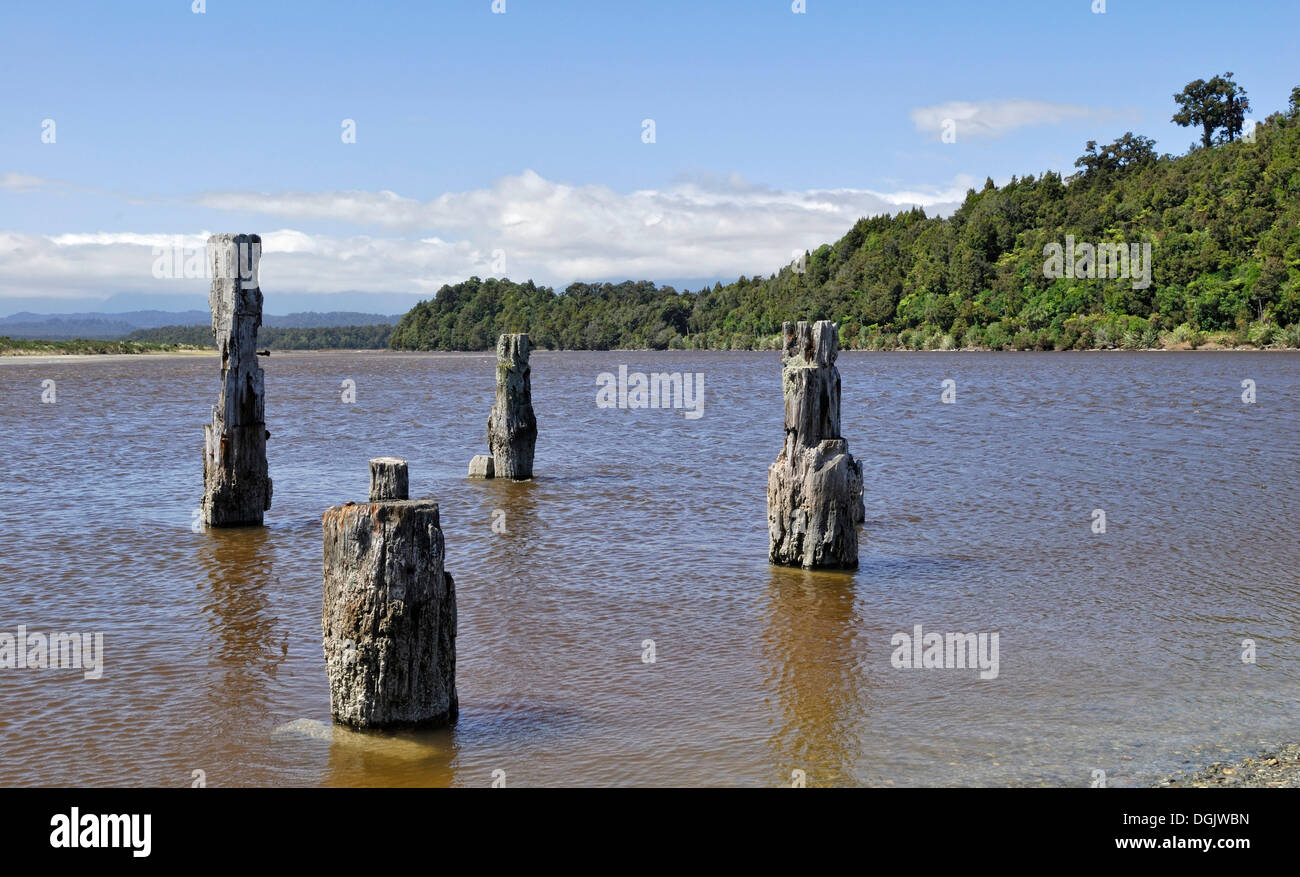 Okarito forest hi-res stock photography and images - Alamy