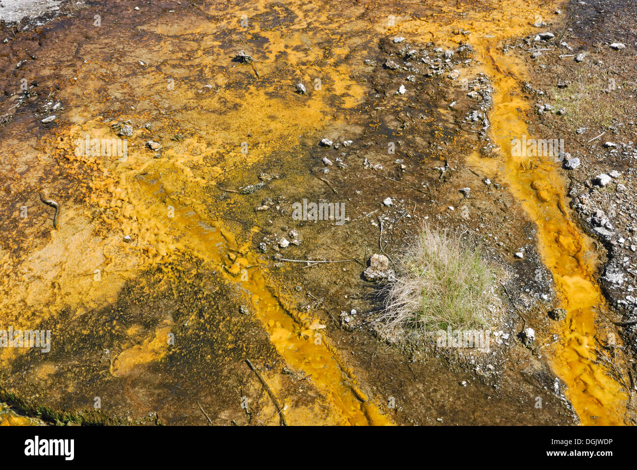 Emerald Terrace, sinter deposits coloured by hot-water algae, Orakei ...