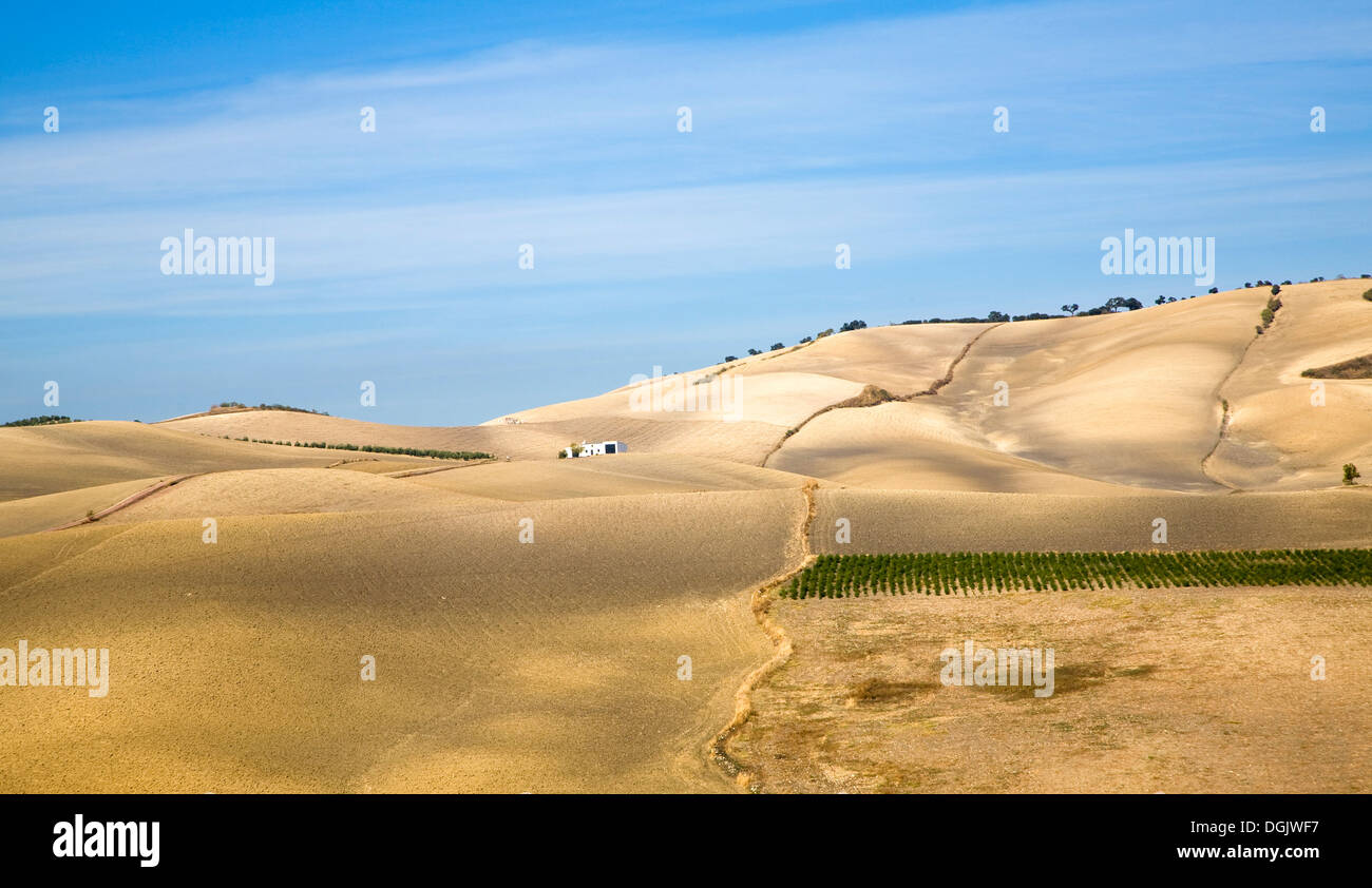 Dry ploughed fields with single farmhouse in rolling countryside blue ...