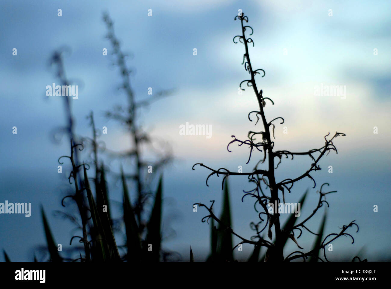 Silhouette of curious tree branches, Balearic Islands, Spain Stock ...