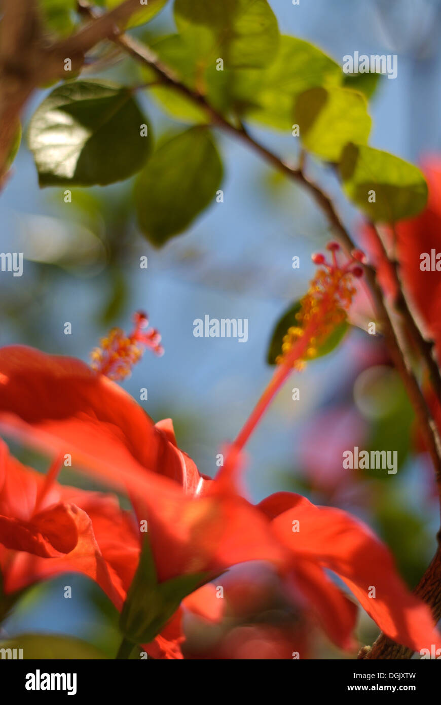Flora of Ibiza, Spain Stock Photo - Alamy