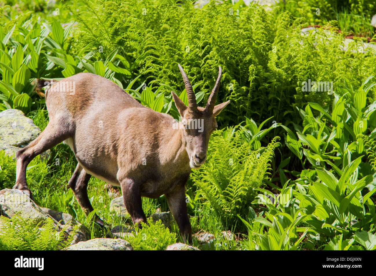 Alpine Ibex (Capra ibex) female in Mont Blanc - France Stock Photo - Alamy