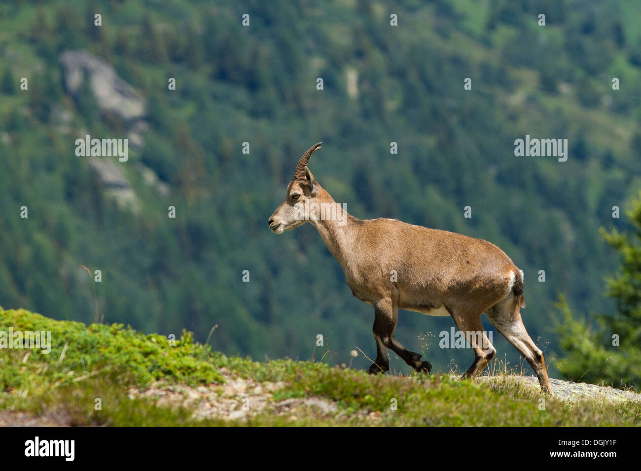 Ibex female hi-res stock photography and images - Alamy
