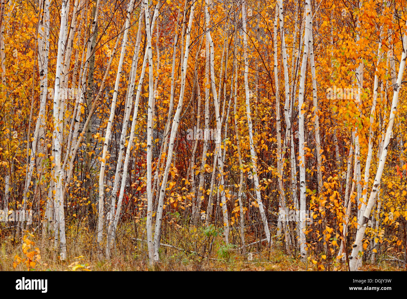 Silver birch autumn hi-res stock photography and images - Alamy