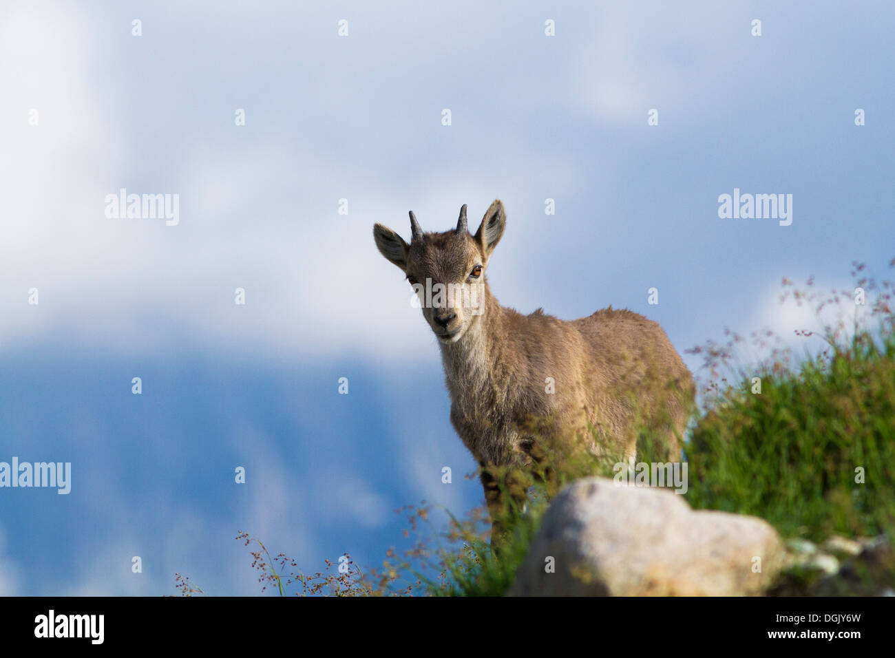 Baby goat alps hi-res stock photography and images - Alamy