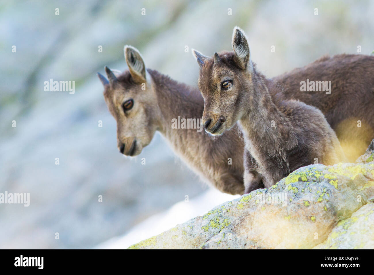 Alpine Ibex (Capra ibex) babies in Mont Blanc - France Stock Photo - Alamy