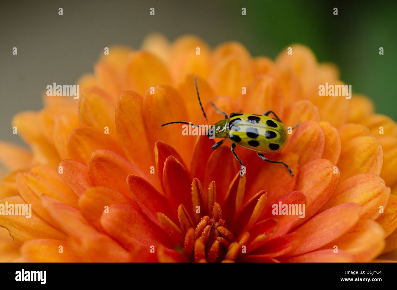 A black and white lady bug explores and orange mum during fall season ...