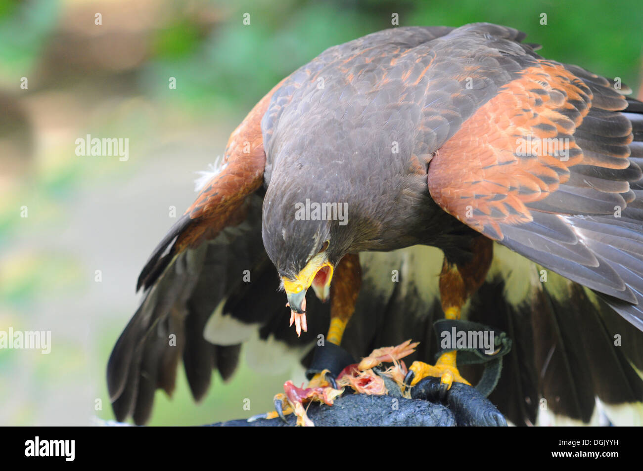hawk eat meat Stock Photo - Alamy