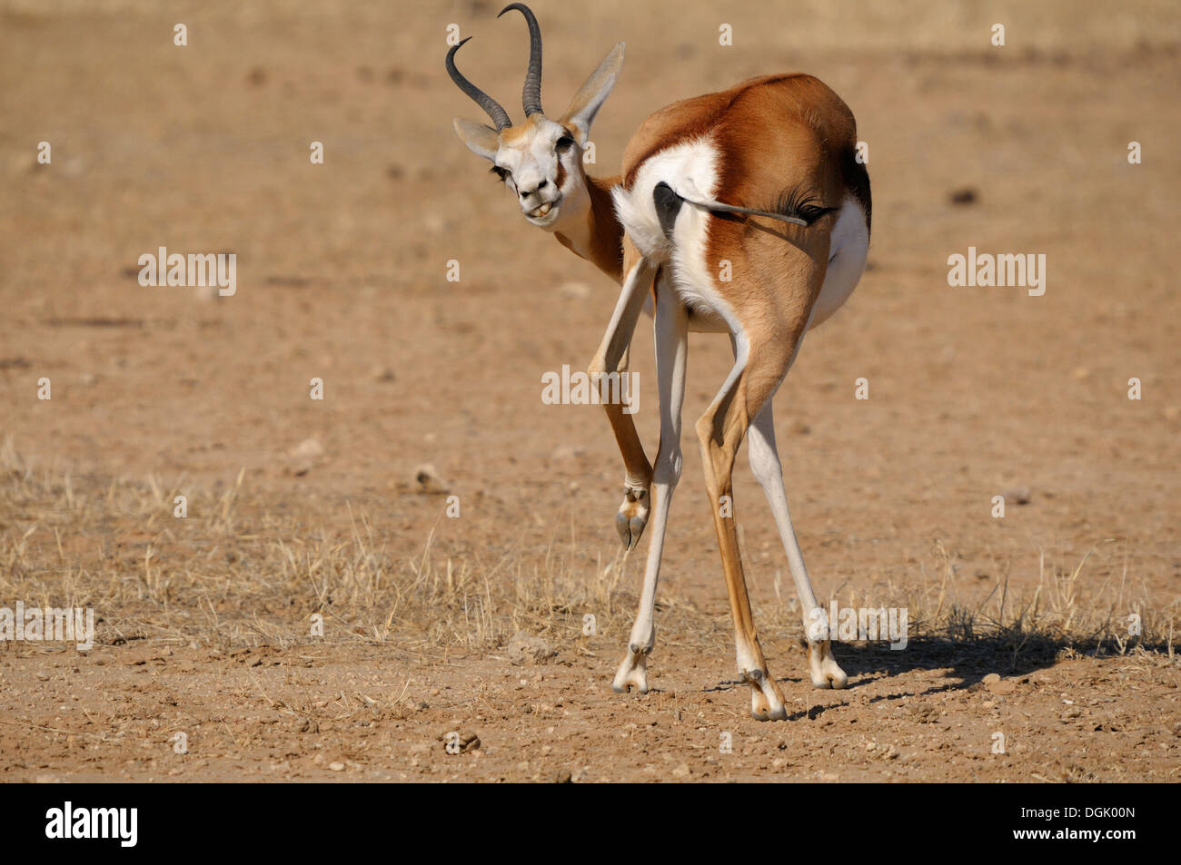 Springbok in a funny position.Kgalagadi Transfrontier Park, South ...