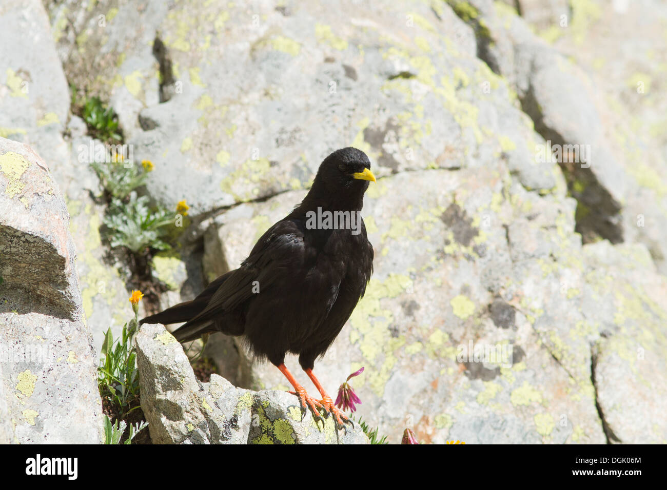 Alpine Chough or Yellow-billed Chough, (Pyrrhocorax graculus Stock ...