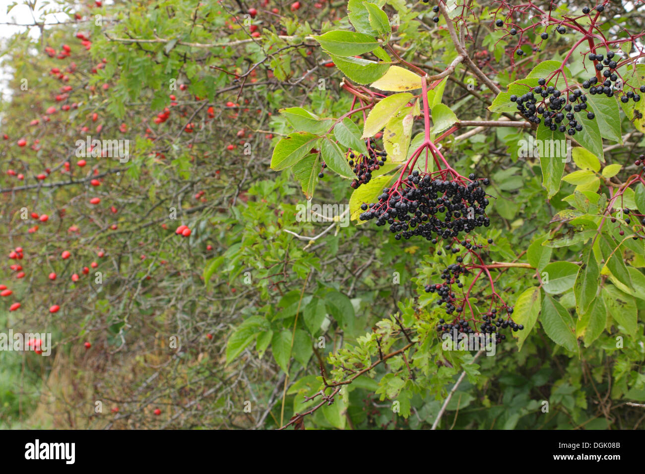 Sambuca nigra berries hi-res stock photography and images - Alamy