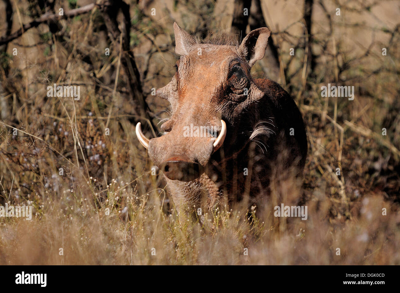 Warthog, wild member of the pig family Stock Photo - Alamy