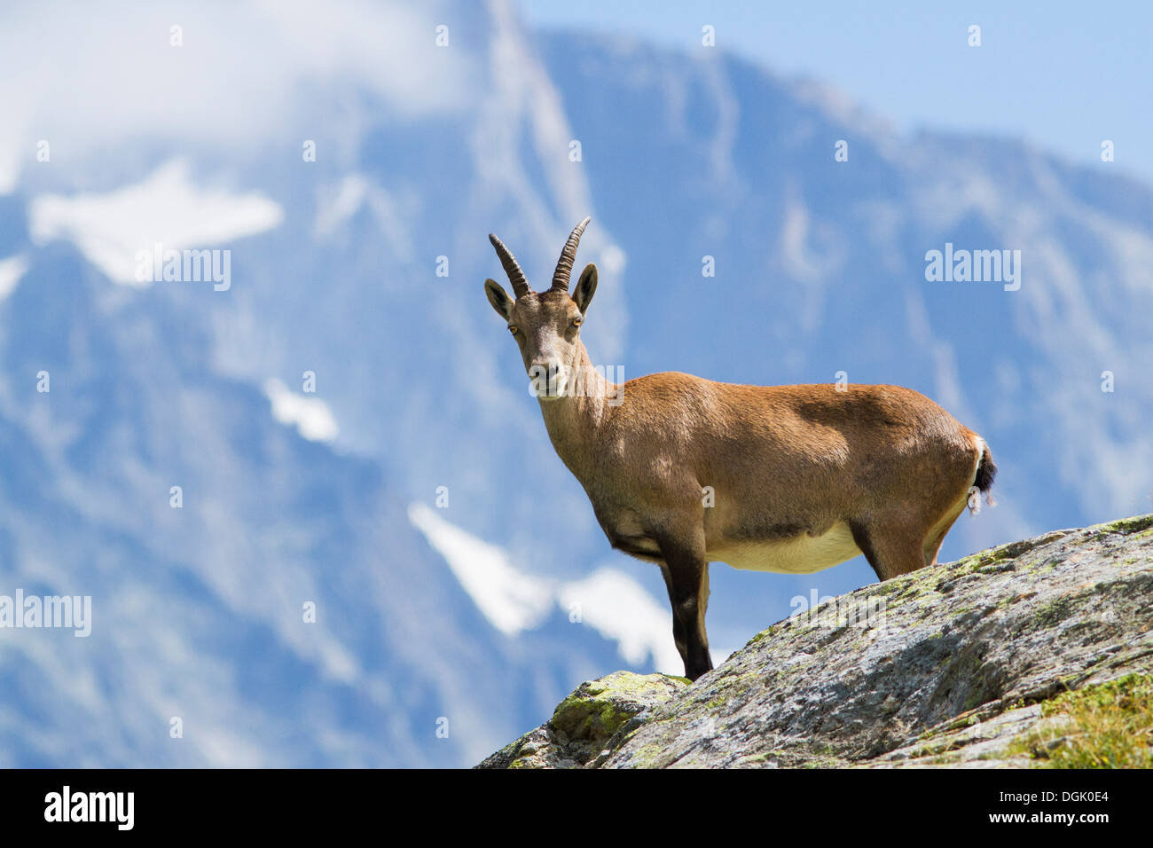 Alpine Ibex (Capra ibex) family-female in Mont Blanc - France Stock ...