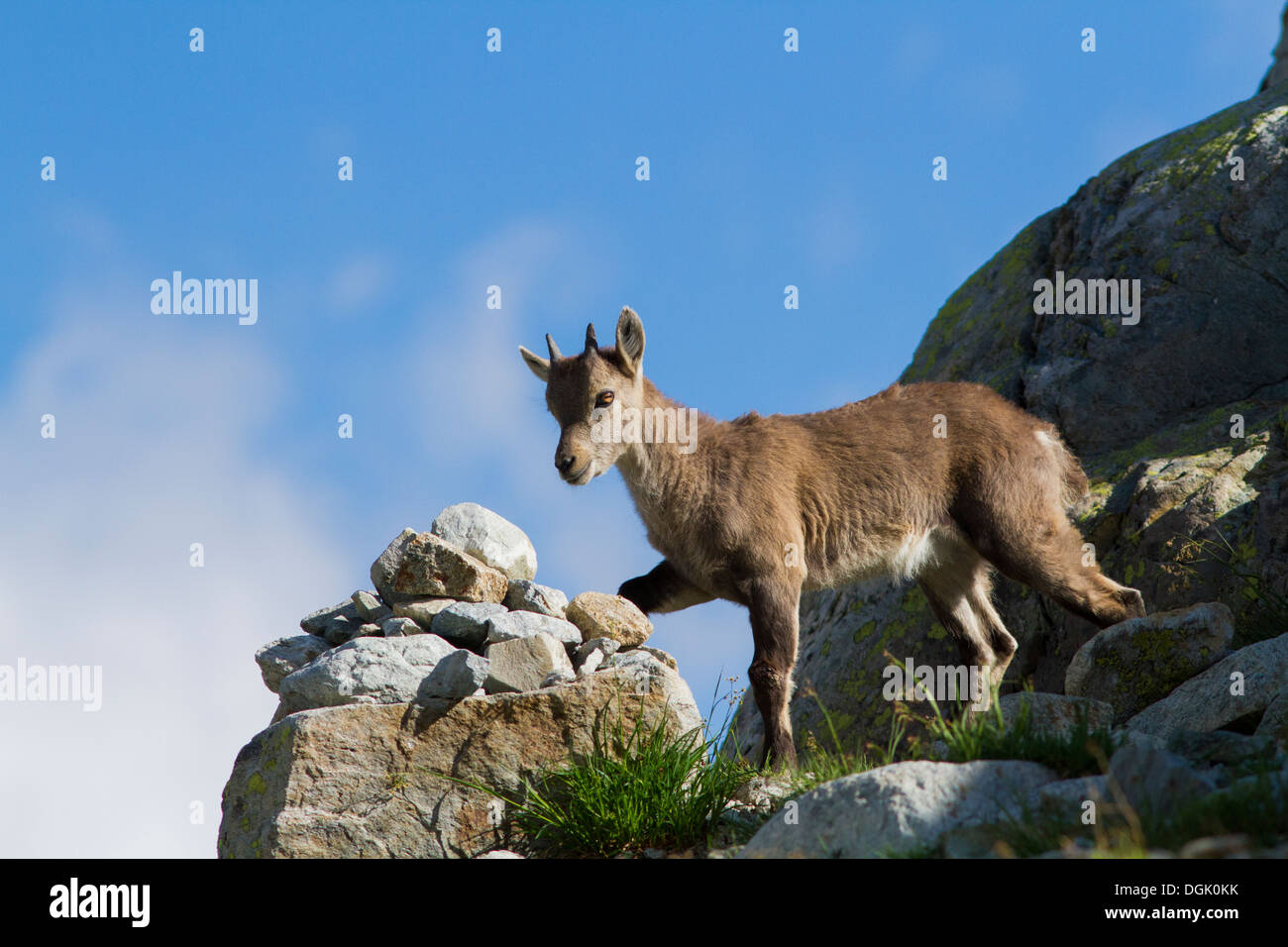 Alpine Ibex (Capra ibex) family-baby in Mont Blanc - France Stock Photo ...