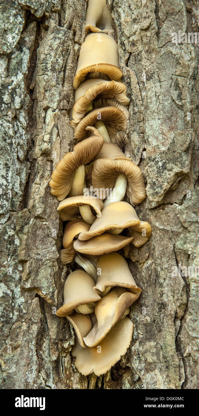 Fungi growing out of tree hi-res stock photography and images - Alamy
