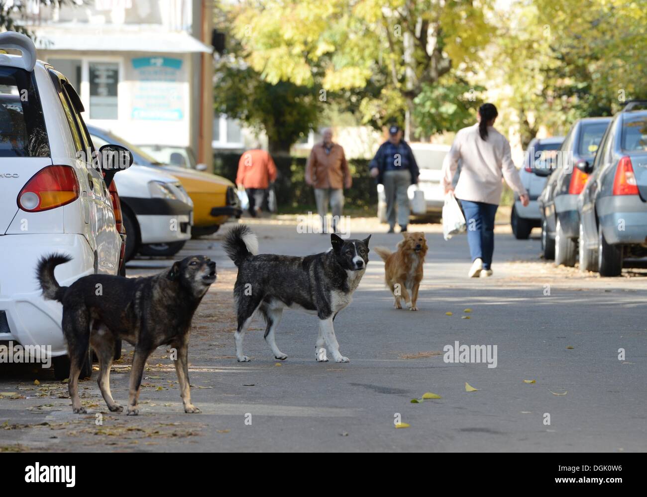 Pitesti, Romania. 21st Oct, 2013. Stray dog stand in a street in ...