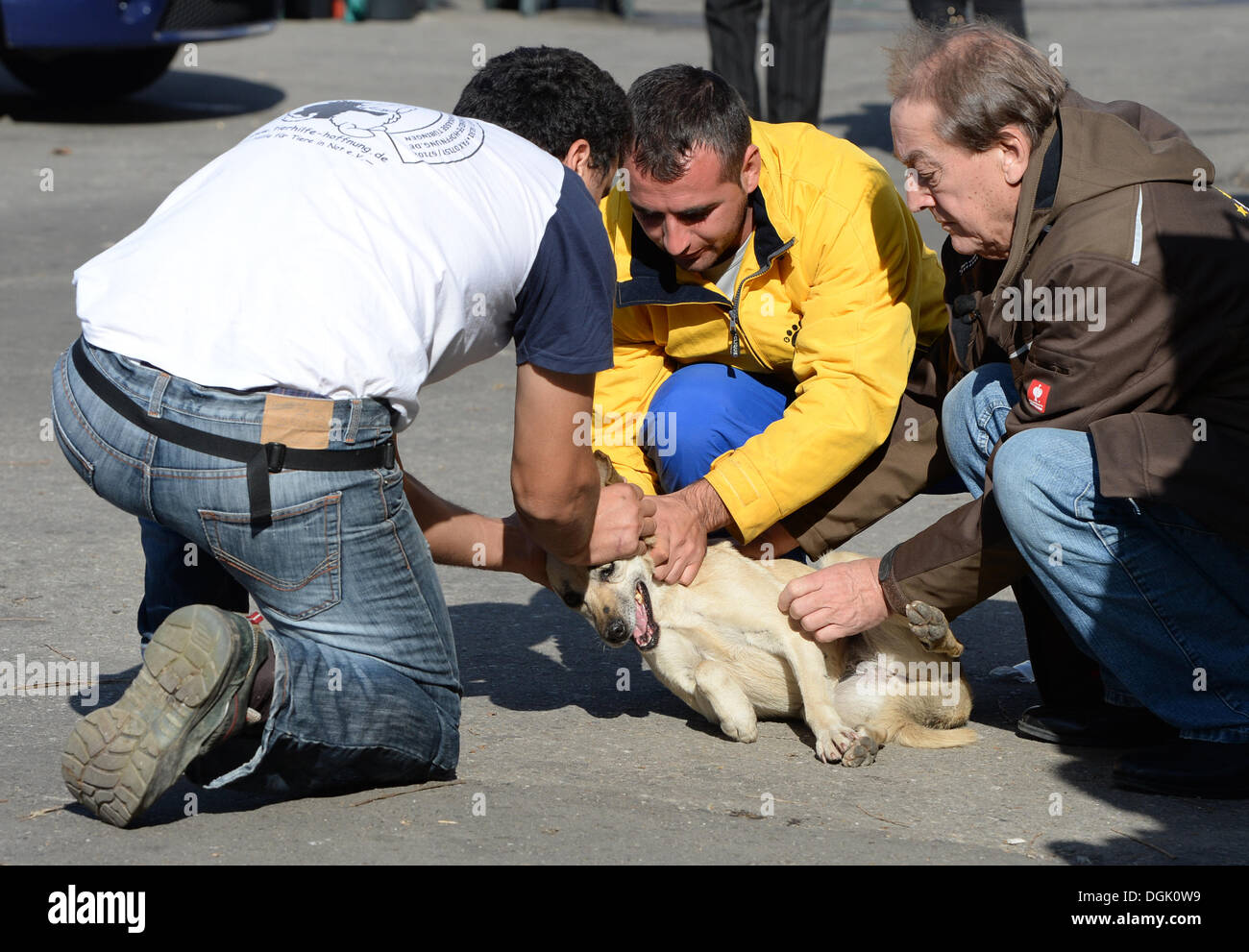 Pitesti, Romania. 21st Oct, 2013. Dog catchers from the Smeura animal ...