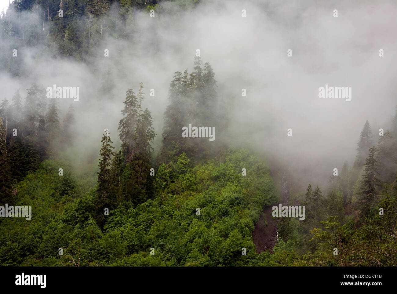 WASHINGTON - Fog on the hillsides above Enchanted Valley in Olympic ...