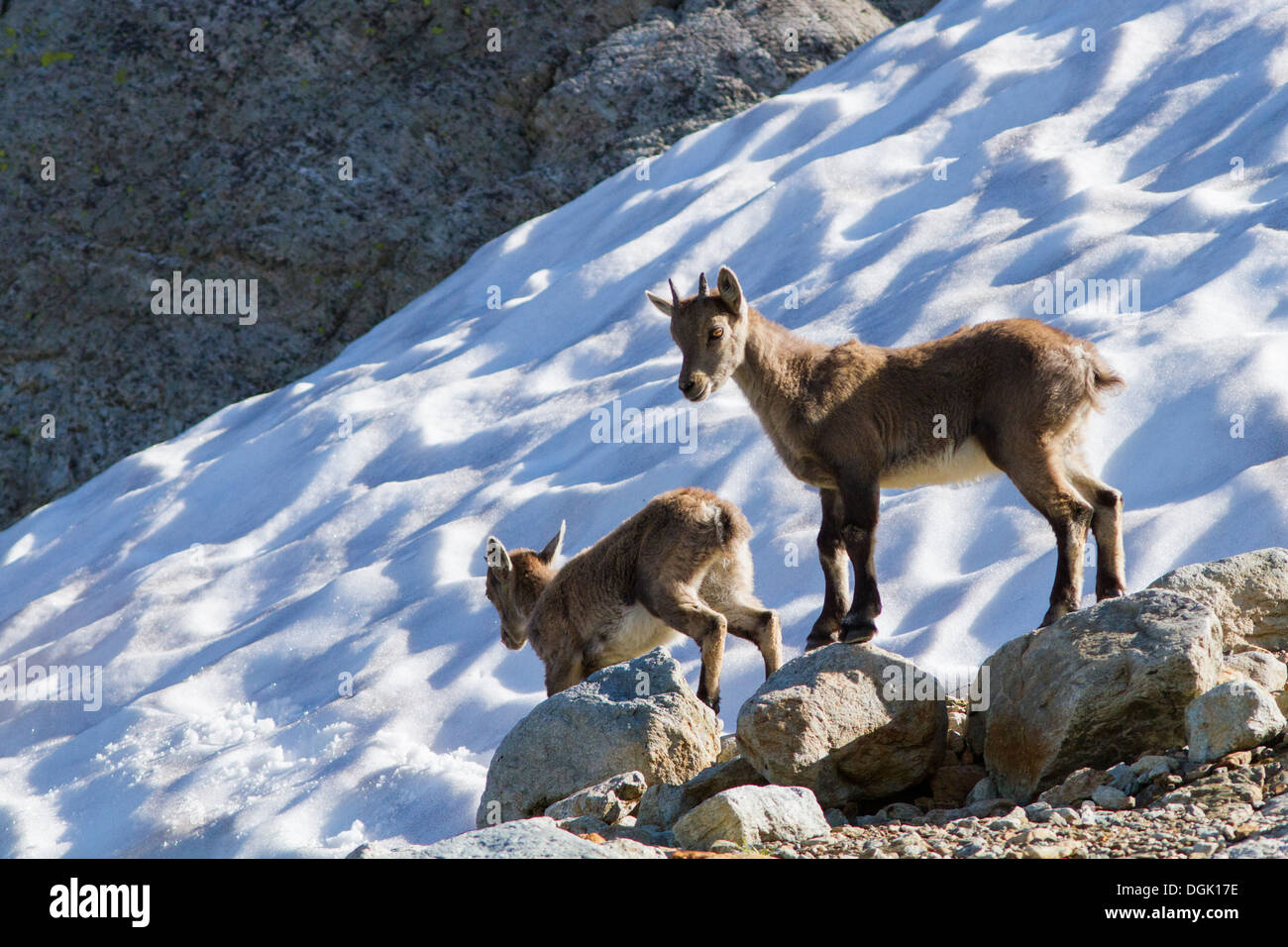 Alpine Ibex (Capra ibex) babies playing in snow in Mont Blanc - France ...