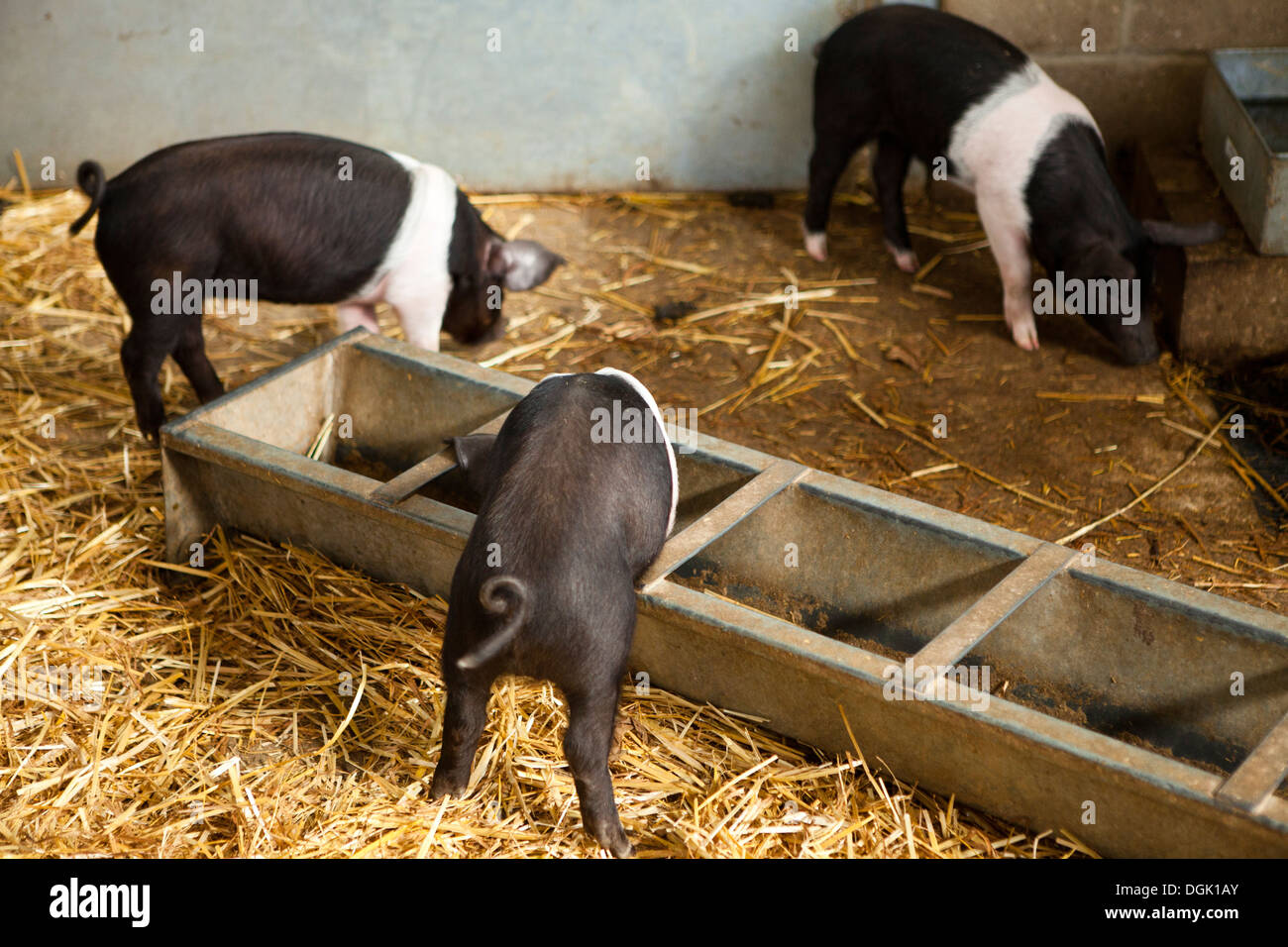 Pig Trough Stock Photos & Pig Trough Stock Images - Alamy