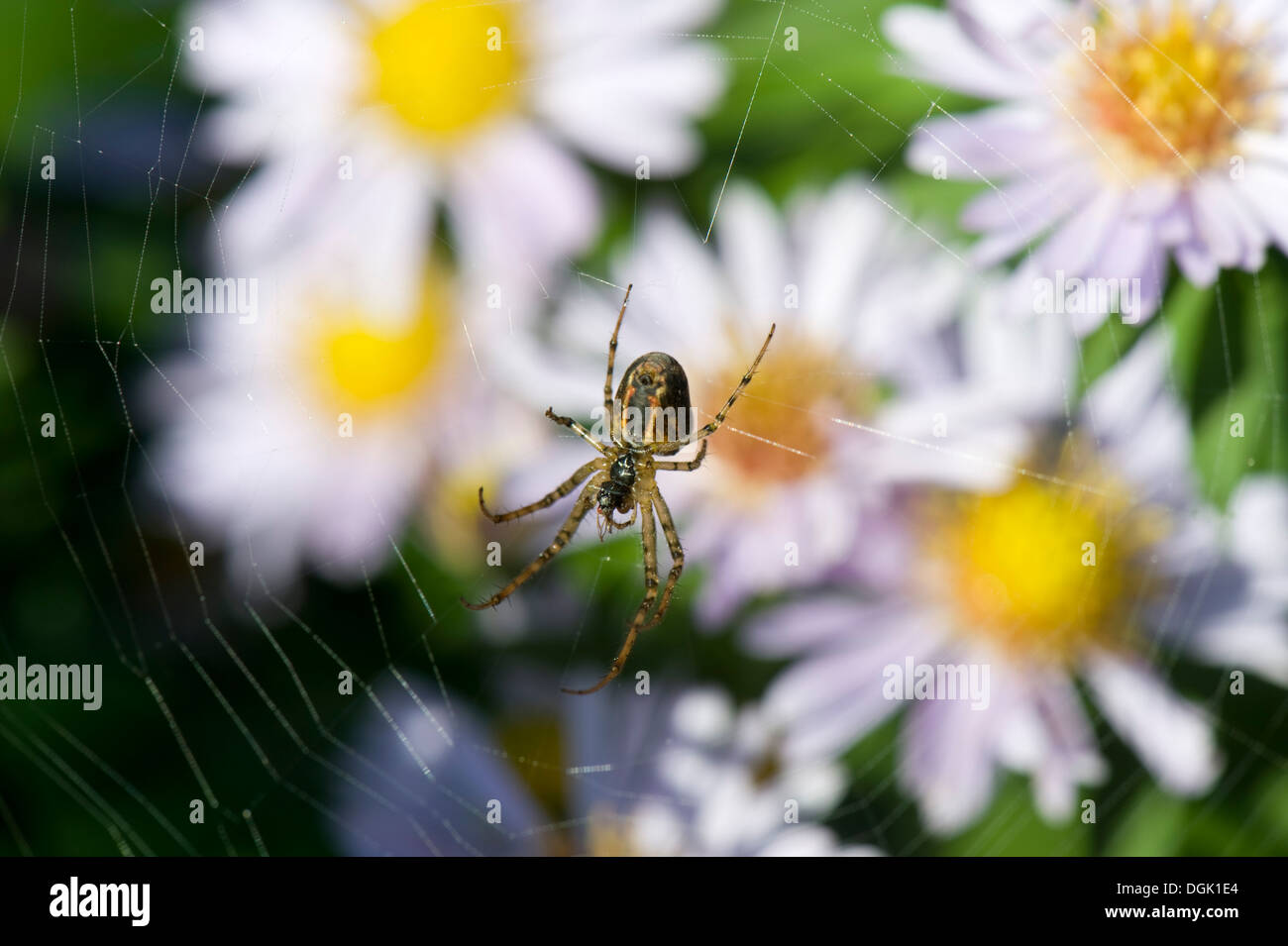 A female garden spider , Araneus diadematus, on an orb web among ...