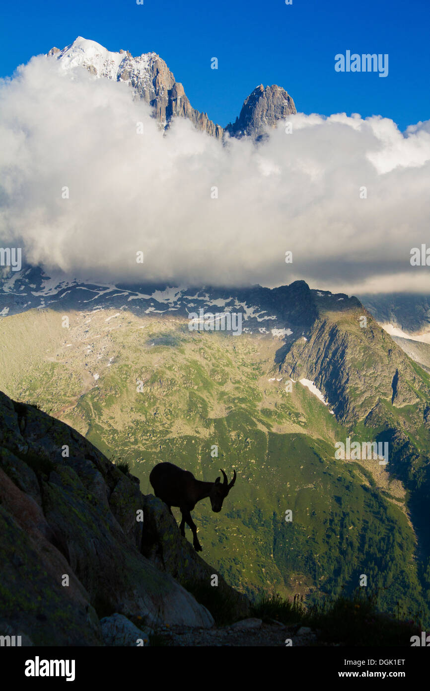 Alpine ibex baby hi-res stock photography and images - Alamy