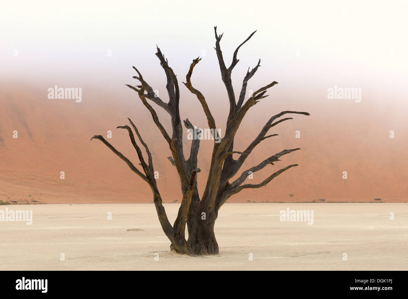 A lonely tree skeleton at Deadvlei near Sossusvlei, Namibia Stock Photo ...