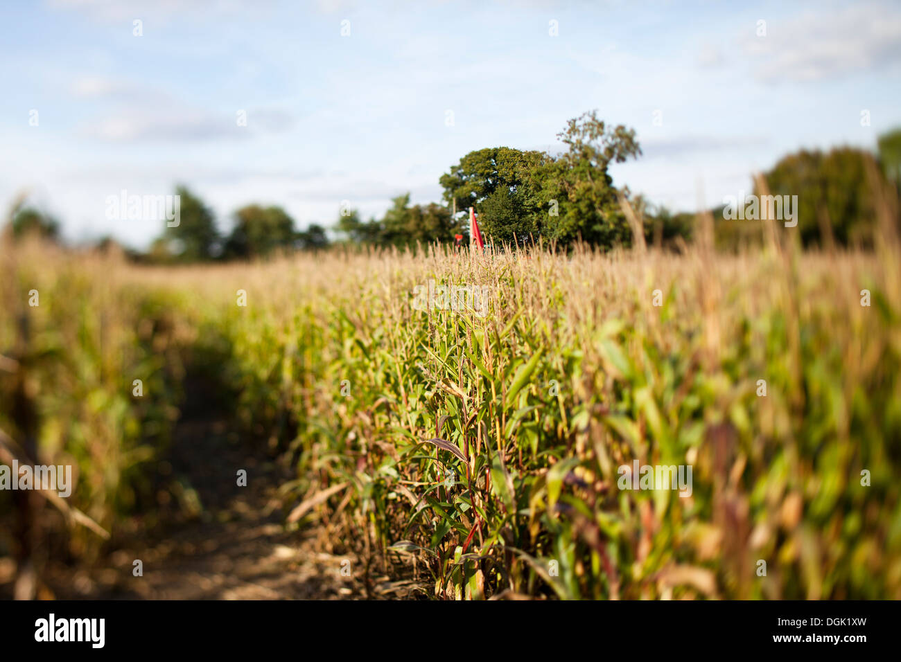 Amazing Maize Maze Stock Photo - Alamy