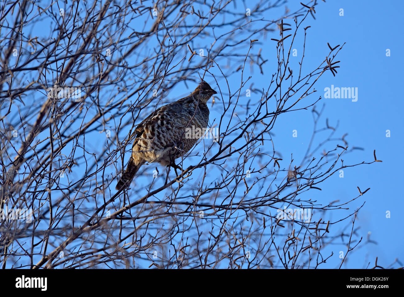 Ruffed grouse (Bonasa umbellus) Foraging for buds in a birch tree ...
