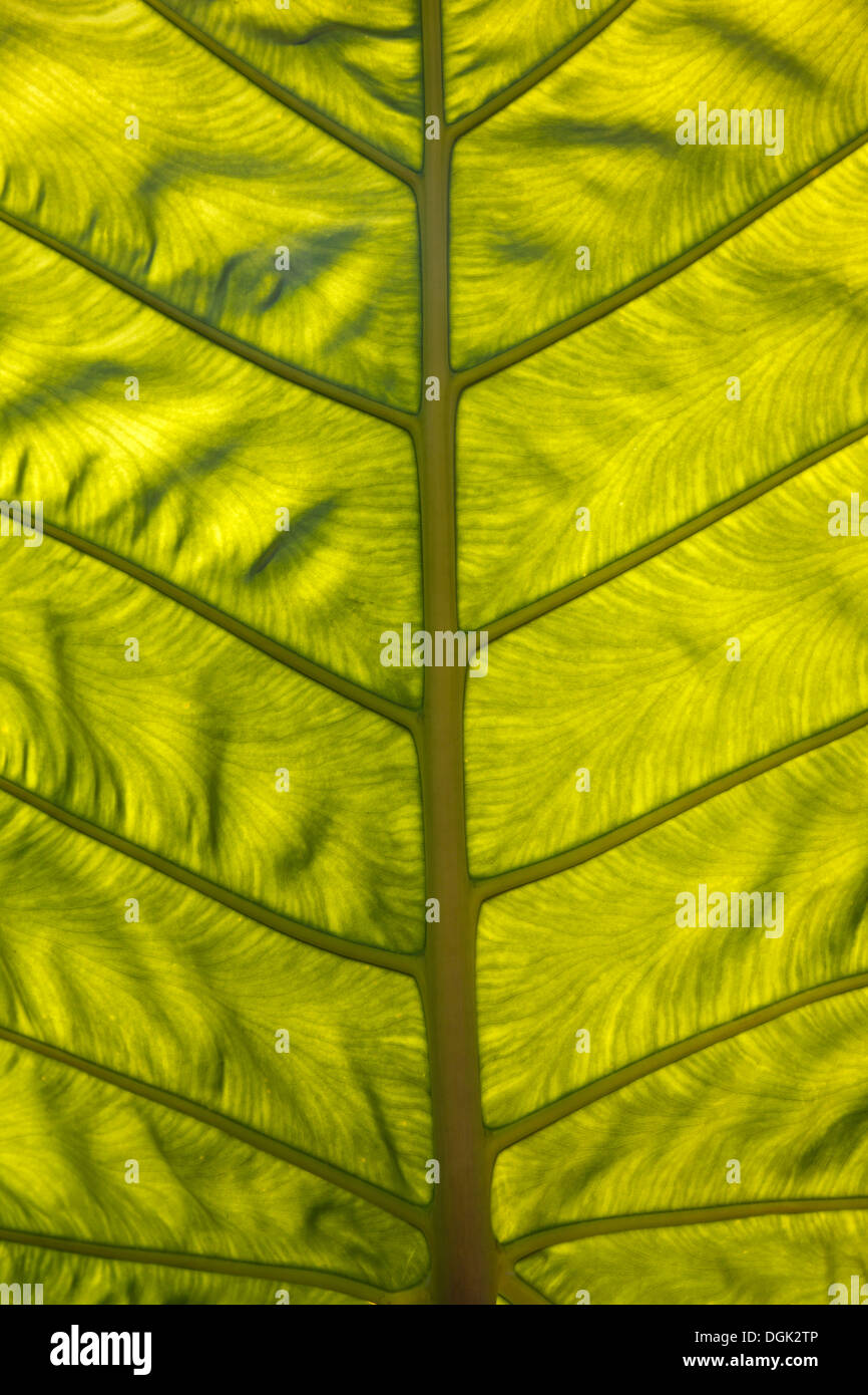 Back-lit tropical leaf in Maymyo Botanic Gardens in Myanmar Stock Photo ...