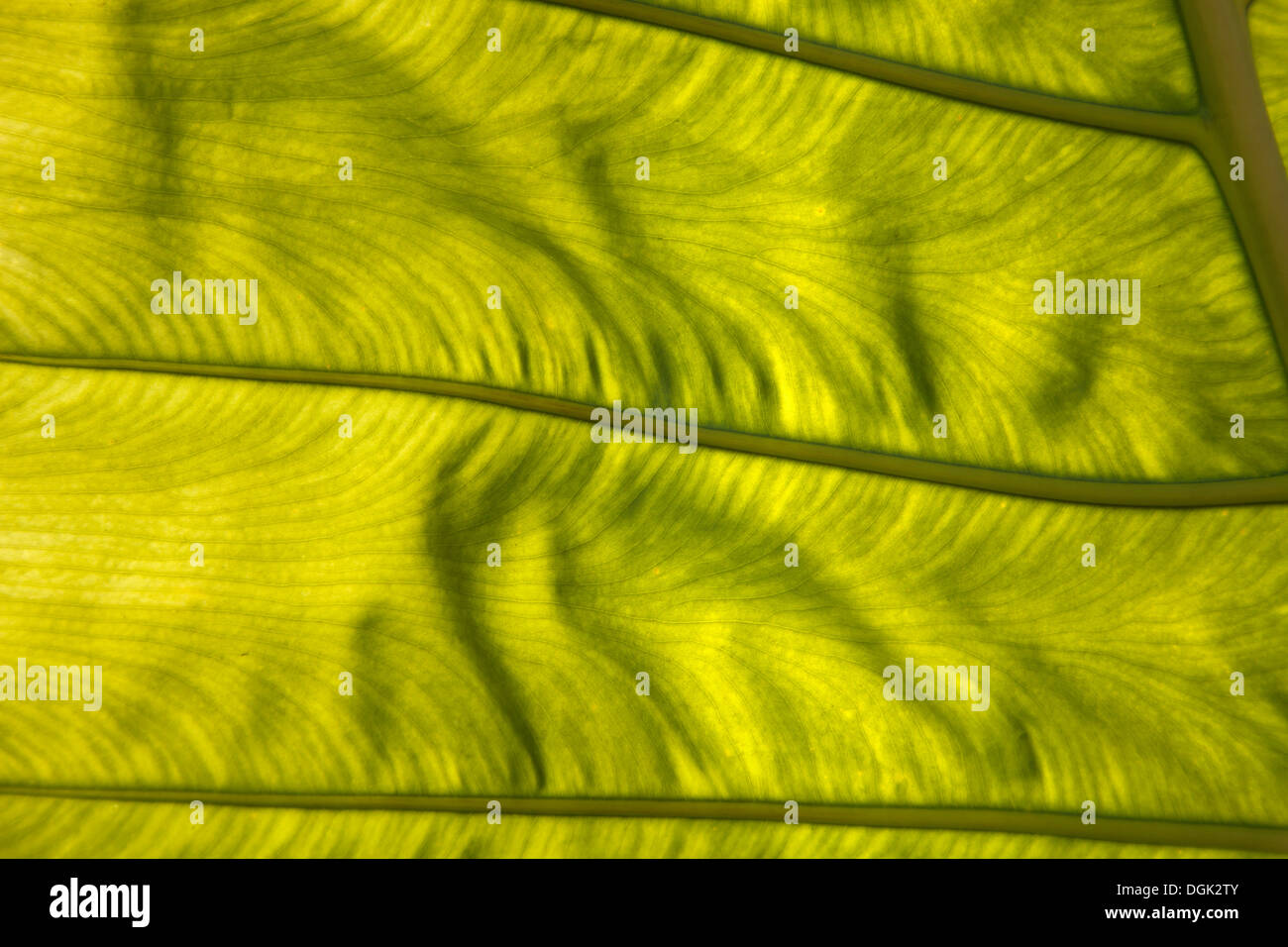 Back-lit tropical leaf in Maymyo Botanic Gardens in Myanmar Stock Photo ...