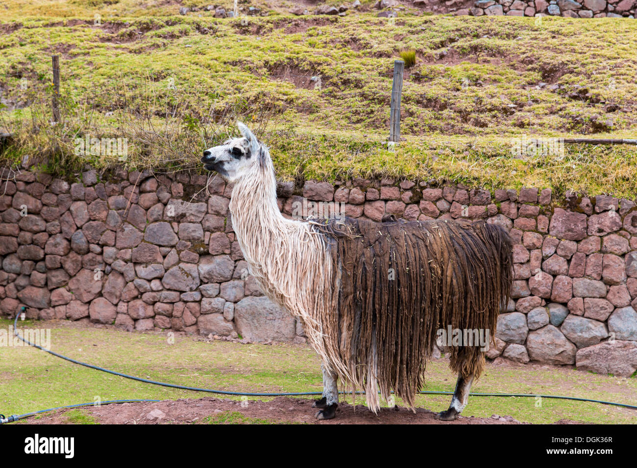 Peruvian Llama. Farm of llama,alpaca,Vicuna in Peru,South America ...