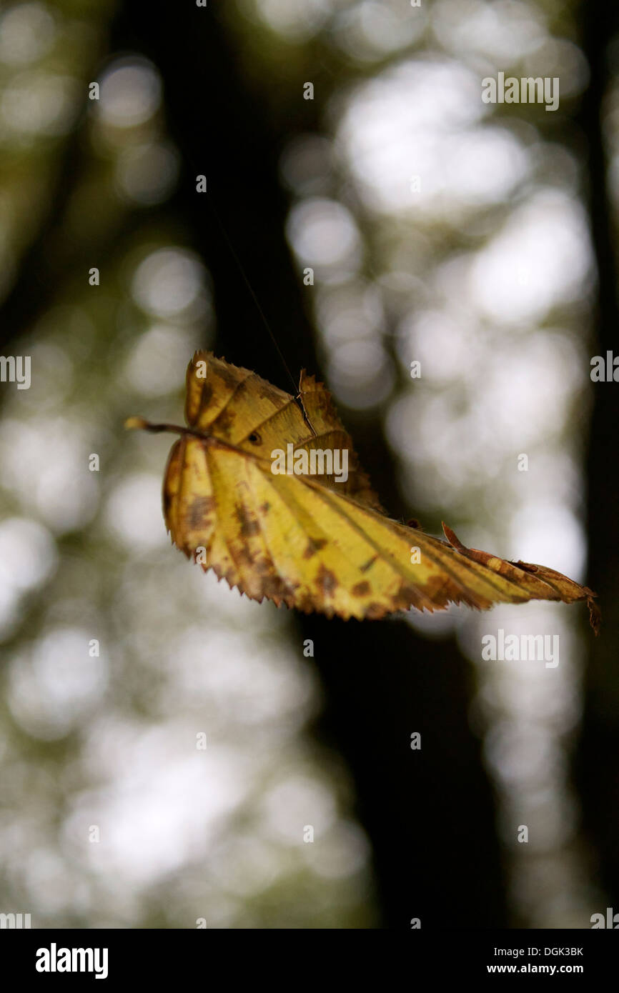 Fall down tree hi-res stock photography and images - Alamy