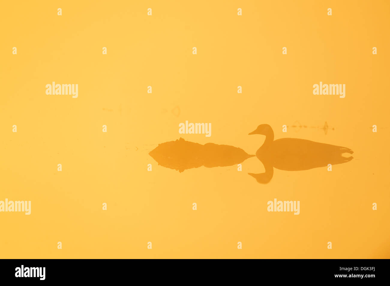 Canada goose (Branta Canadensis) Loafing in beaver pond at dawn ...