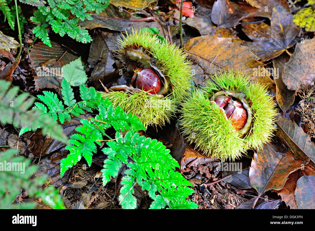 Chestnuts in husk in the wood Stock Photo - Alamy