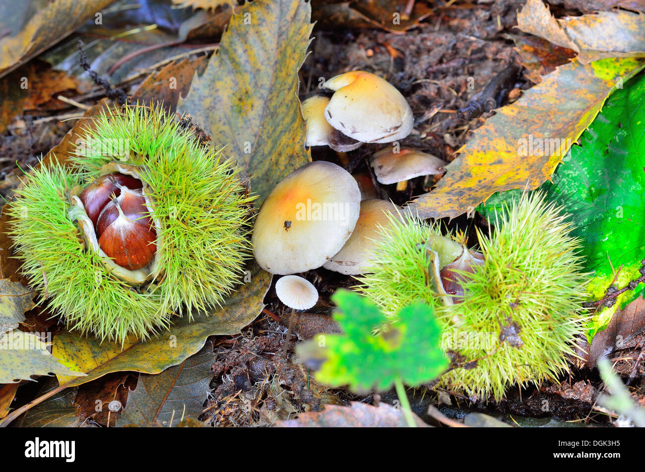 Chestnuts in husk with mushrooms in the wood Stock Photo - Alamy