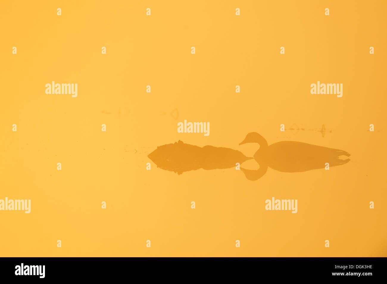 Canada goose (Branta Canadensis) Loafing in beaver pond at dawn ...