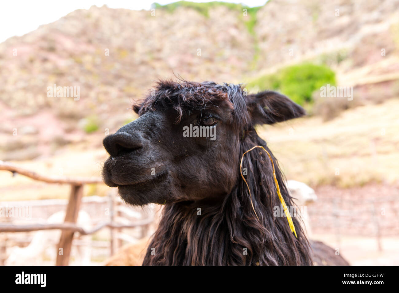 Llama farm peru hi-res stock photography and images - Alamy
